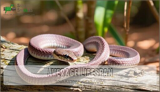 Rosy Boa Size and Lifespan: Complete Care Guide for New Owners