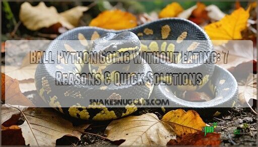 Ball Python Going Without Eating: 7 Reasons & Quick Solutions