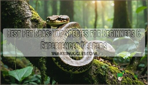 Best Pet Boas: Top Species for Beginners & Experienced Keepers