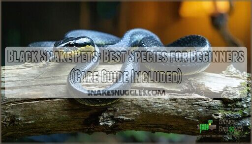 Black Snake Pets: Best Species for Beginners (Care Guide Included)
