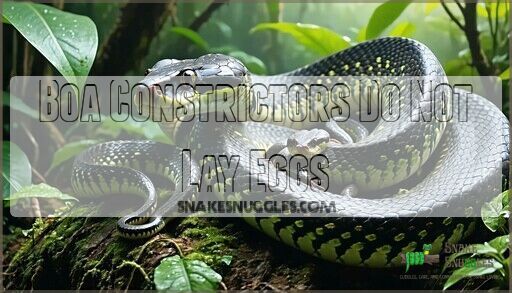 Boa Constrictor Egg Laying: They Don't! Here's Their Secret Method