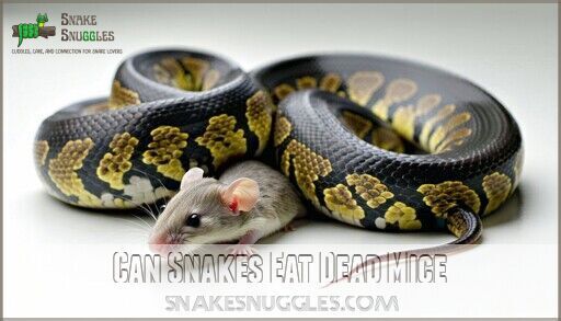 Snake Vivarium: 5 Steps to a Natural Home for Your Pet Snake