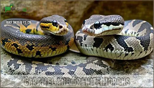 Carpet Python Morph Identification: Complete Visual Guide & Tips