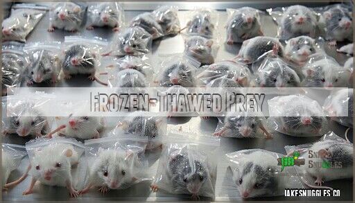 Non Live Snake Food Options: 7 Safe Alternatives to Rodents!