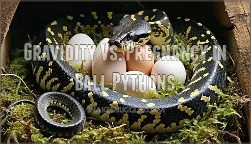 Is Your Ball Python Pregnant? 7 Clear Signs Every Owner Must Know
