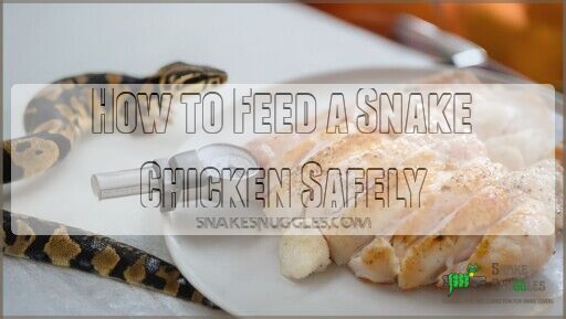 How to Feed a Snake Chicken Safely