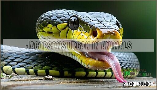 Do Snakes Have a Jacobsons Organ? The Secret Sense Explained!