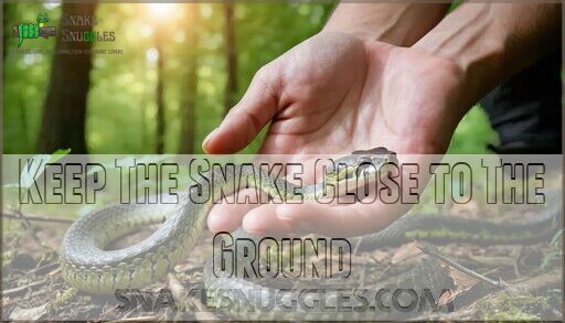 How to Approach a Snake Safely: Tips for Calm and Controlled Encounters