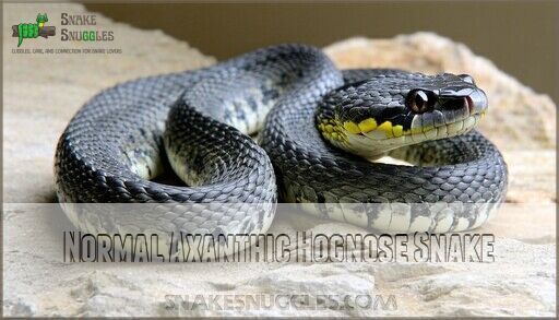 Hognose Snake Morphs Price Guide: Complete Cost & Buying Tips