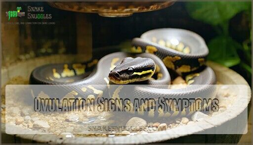Ball Python Breeding Care Guide: Complete Timeline & Tips for Success