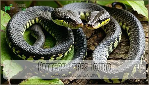 Rat Snake Colors and Patterns: Complete ID Guide for All Species