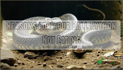 How to Feed a Ball Python: Schedule, Cost & Expert Tips for Success