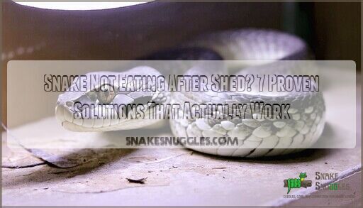 Snake Not Eating After Shed? 7 Proven Solutions That Actually Work