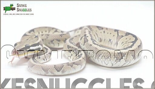 My Snake is Not Eating: 7 Common Causes & Quick Solutions
