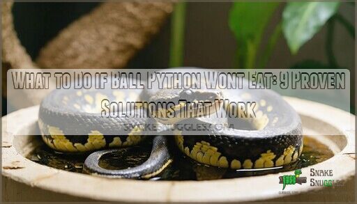 What to Do if Ball Python Wont Eat: 9 Proven Solutions That Work