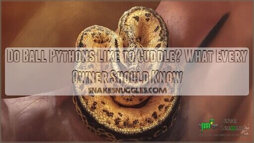 Do Ball Pythons Like to Cuddle? What Every Owner Should Know