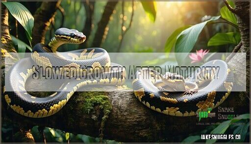 Reticulated Python Growth Rate: Complete Development & Size Guide