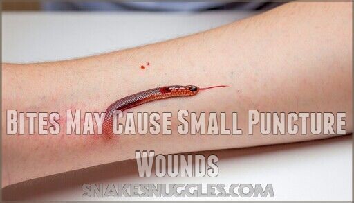 What Happens When a Corn Snake Bites With Pictures and Facts