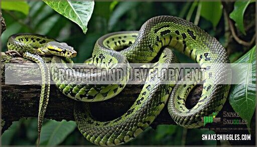 Boa Constrictor Size and Lifespan: Giants That Live 30+ Years