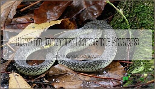 When Do Snakes Hibernate? Complete Guide to Snake Brumation Facts