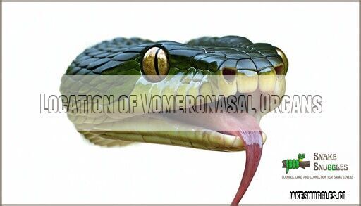 Why Do Snakes Have Forked Tongues? The Surprising Science Revealed