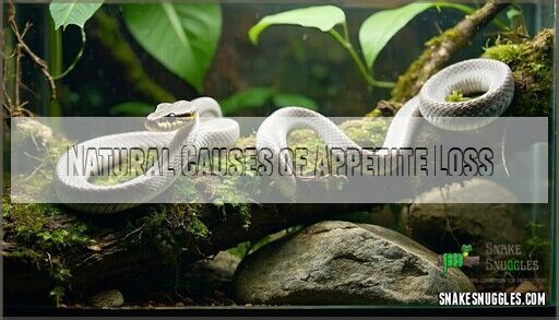 What to Do if My Snake Won't Eat: 9 Proven Solutions That Work