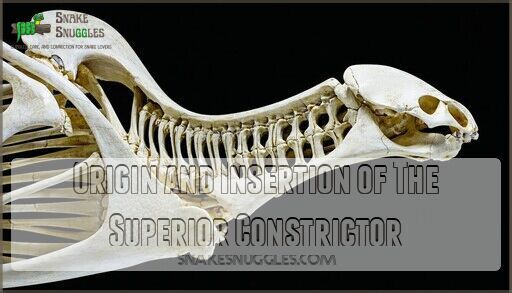 Constrictor Muscle Anatomy Comparison: Complete Pharyngeal Guide