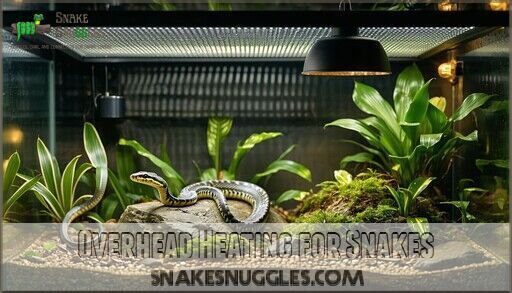 Providing Proper Snake Heating and Lighting: Complete Setup Guide
