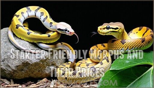 Beginner Friendly Snake Morphs: Top Easy Species & Care Tips 2025