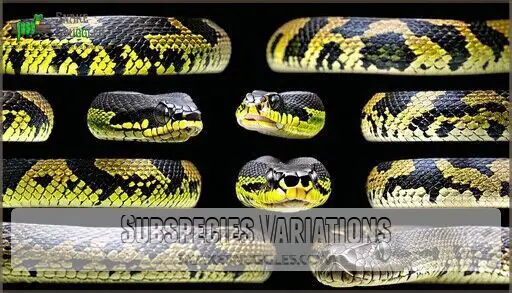 Carpet Python Color Variations: 20+ Stunning Morphs & Patterns Explained Carpet Python Color Variations: 20+ Stunning Morphs & Patterns Explained