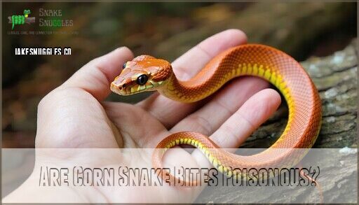 Are Corn Snake Bite Poisonous? Risks, Symptoms & What You Need to Know