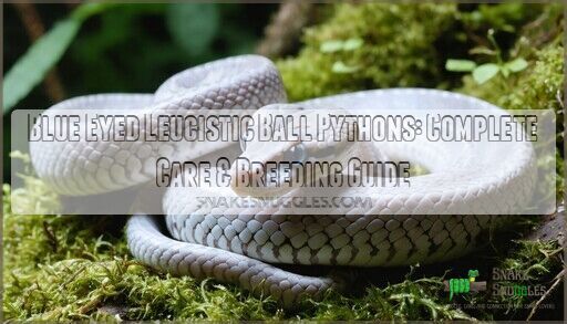 Blue Eyed Leucistic Ball Pythons: Complete Care & Breeding Guide