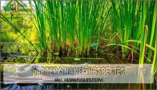 Rare Snake Morph Identification Guide: 2025 Visual Species Catalog