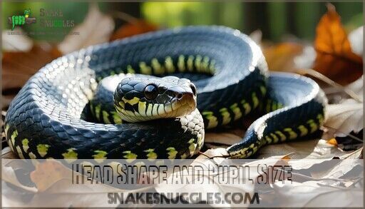 Are King Snakes Poisonous? Facts About These Helpful Constrictors
