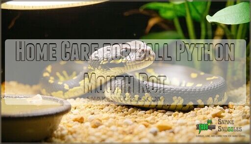 Ball Python Mouth Rot: Signs, Causes & Treatment Guide