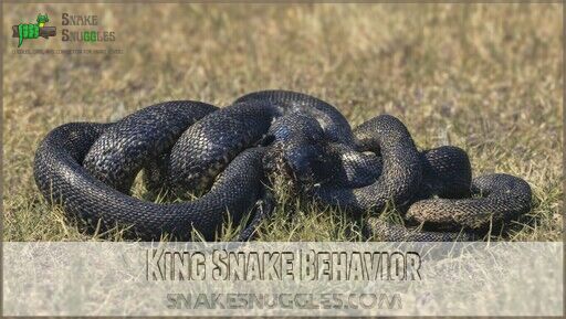 Are King Snakes Poisonous? Facts About These Helpful Constrictors