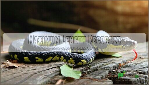 How Big Do Milk Snakes Get? Growth Rates & Adult Size Facts