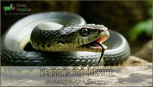 Snake Hissing Meaning and Reasons: Why Do Snakes Hiss at You?