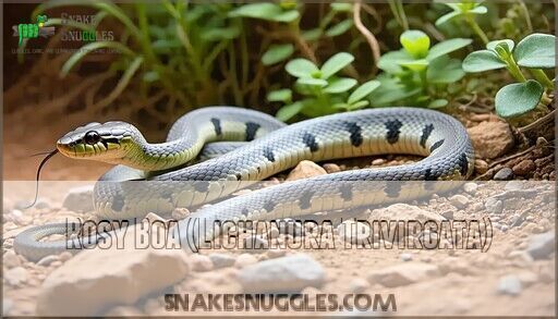 Different Species of Boas: 20+ Amazing Types You Need to Know