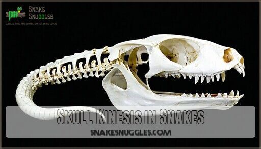 Snake Jaw Dislocating Mechanism Explained: Myth Vs Science Facts