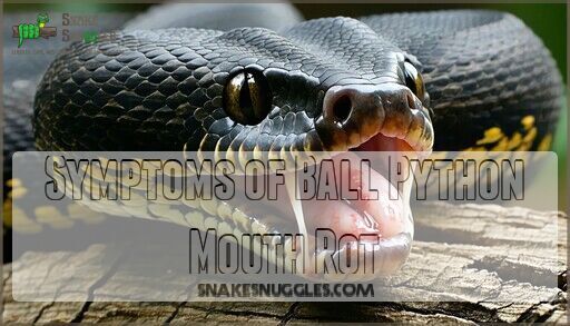 Ball Python Mouth Rot: Signs, Causes & Treatment Guide