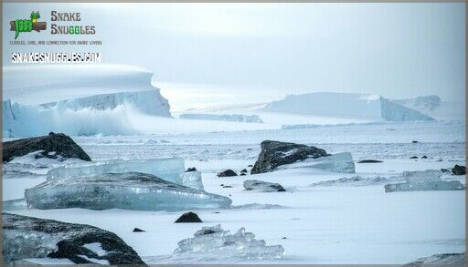 Where Are There No Snakes in The World? Countries, Islands, and Reasons