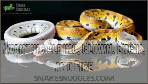 Axanthic Ball Python: Genetics, Morphs & Care Guide