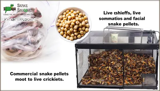 Types of Snake Food: Live, Frozen & Commercial Options