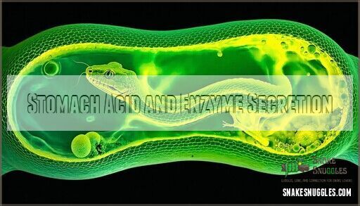 Understanding Snake Digestion After Feeding: Process & Adaptations