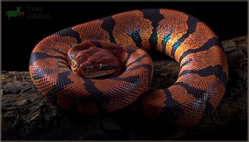Rainbow Boa: Care, Habitat, Diet & Health Guide for Keepers