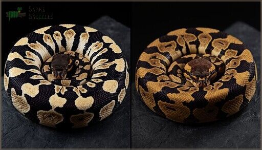 Common Snake Morphs Compared Visually: Traits & Identification
