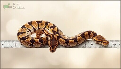 Ball Python Weight and Growth: Complete Age & Size Guide