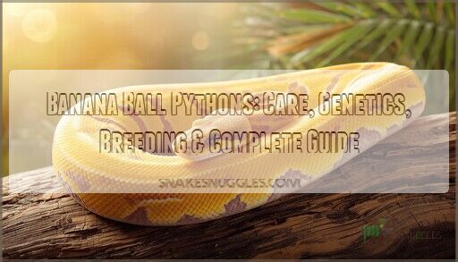 Banana Ball Pythons: Care, Genetics, Breeding & Complete Guide