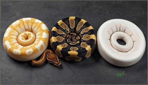 Ball Python Snake Morphs: Types, Genetics & Care Guide